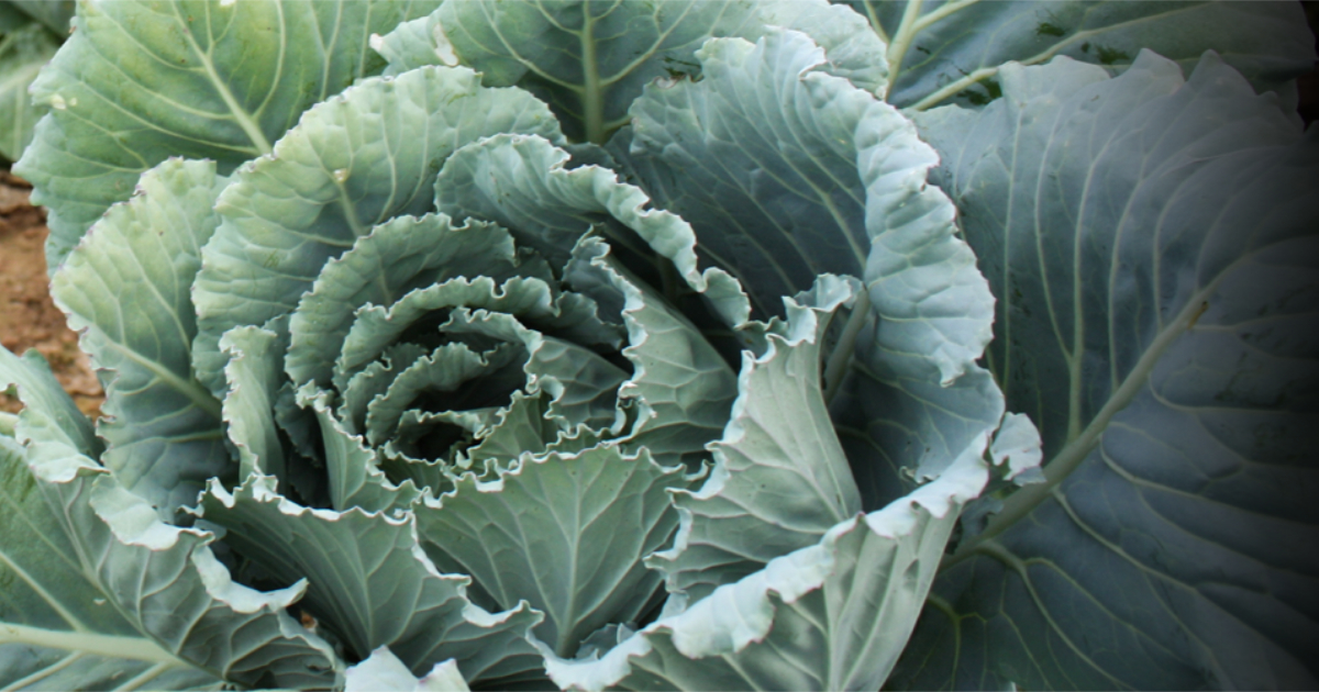 CPG Brand Services | GLK Foods Ad Agency | Element